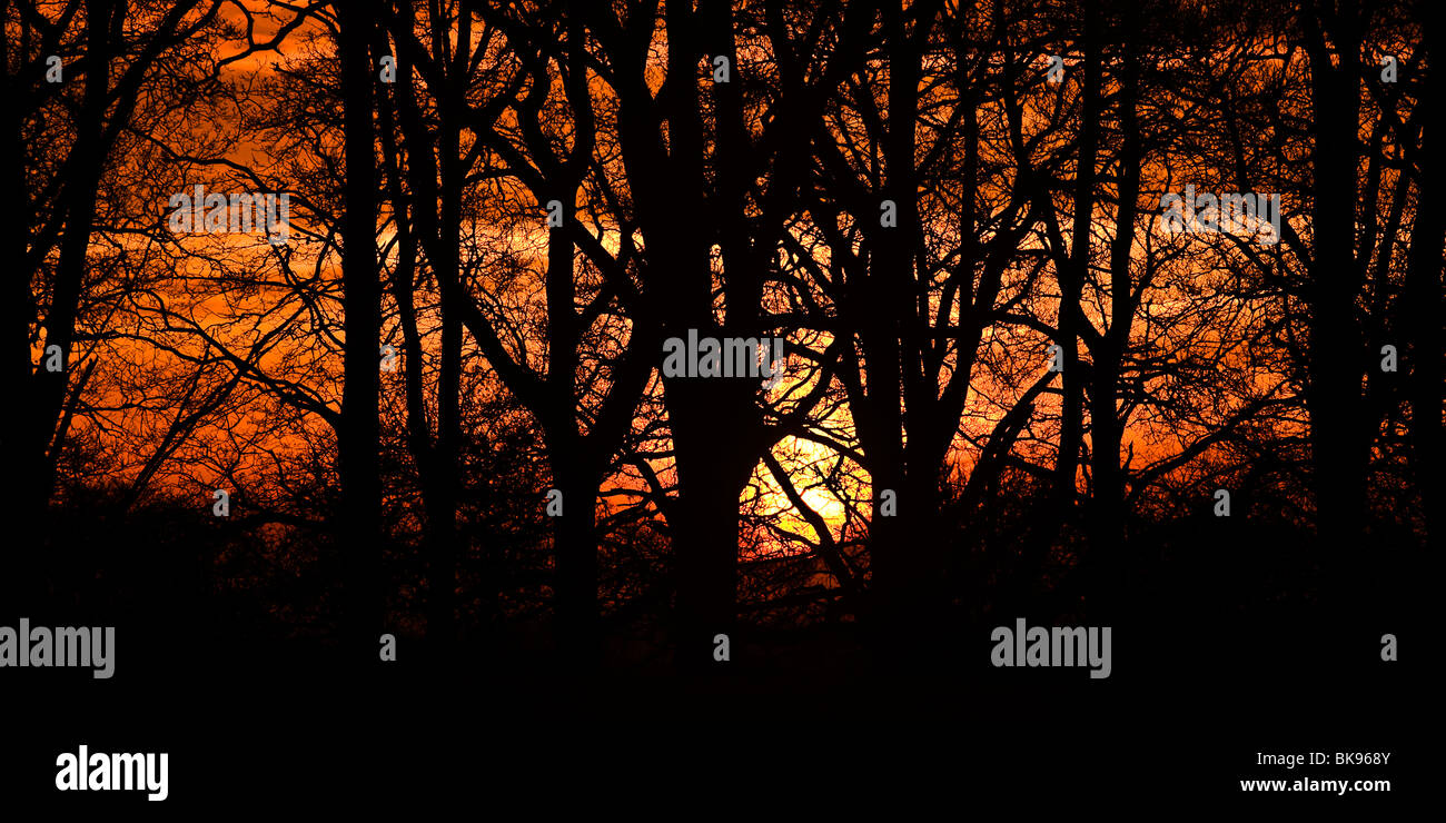 Sunrise dawn through tree hi-res stock photography and images - Alamy