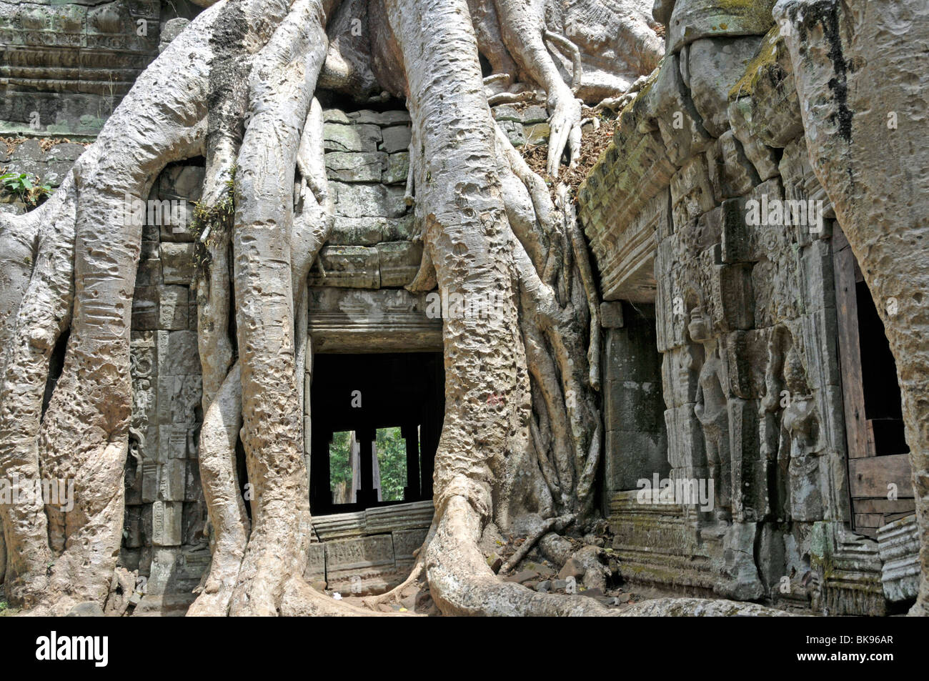 Tetrameles tree (Tetrameles nudiflora), tree's roots overgrowing the ...