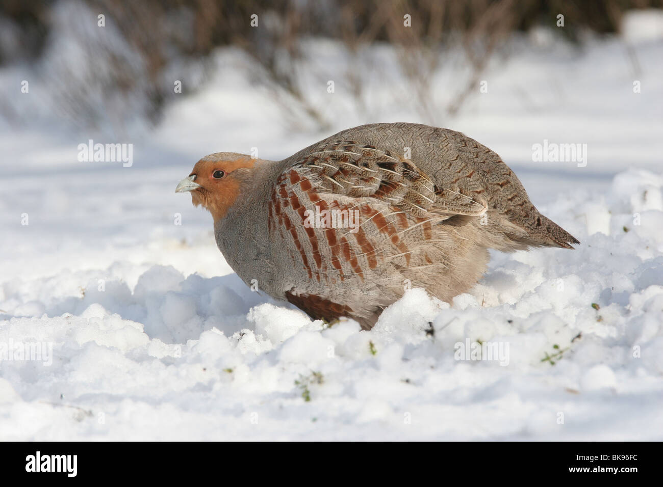 Grey Partridge in snow Stock Photo - Alamy
