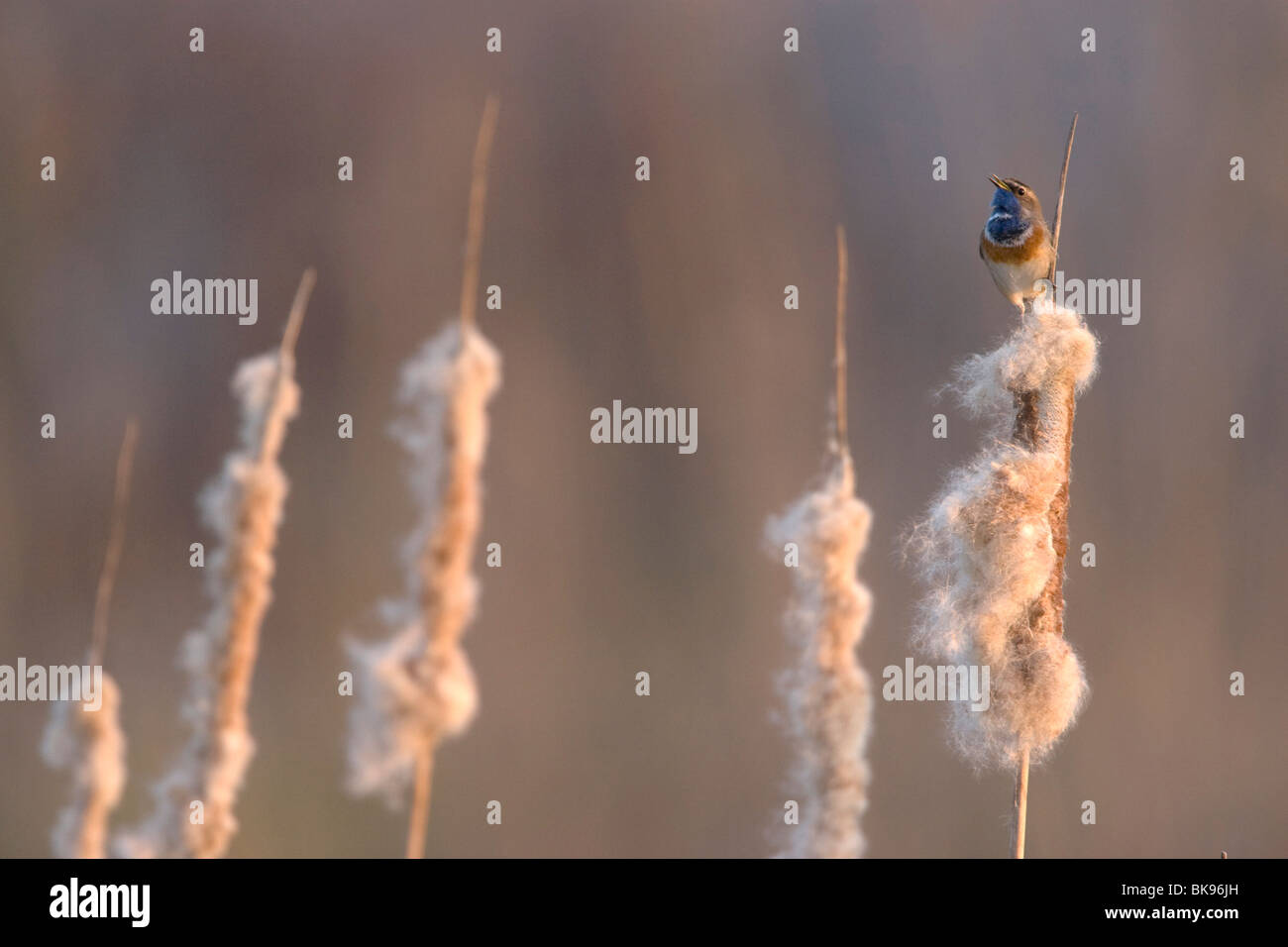 Reed thrush hi-res stock photography and images - Alamy
