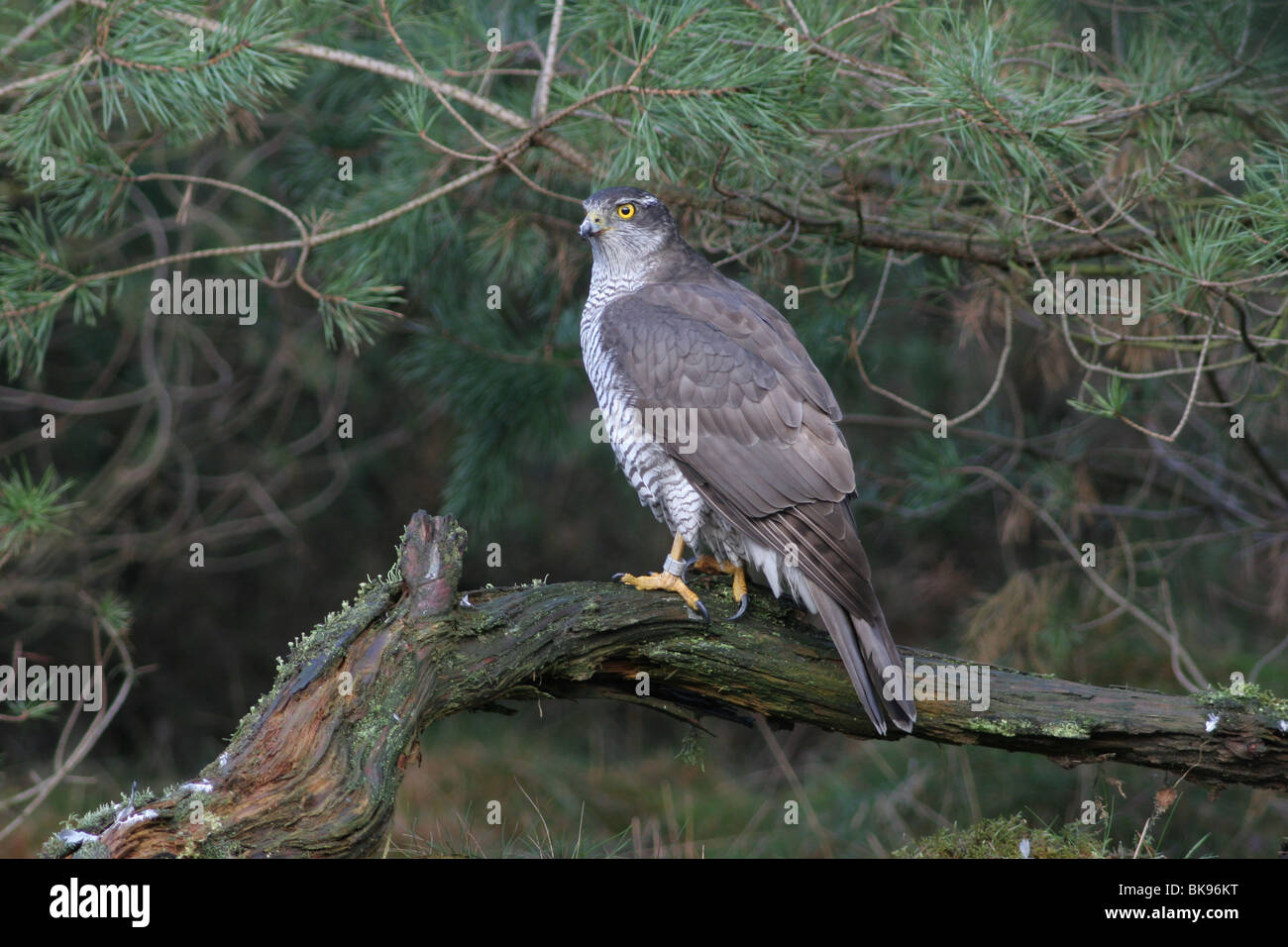 Northern goshawk pigeon hi-res stock photography and images - Alamy