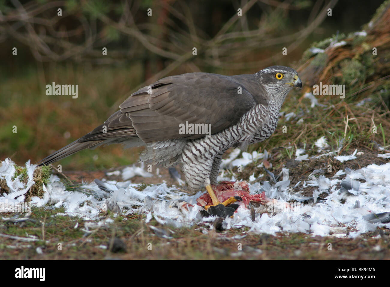 Goshawk with a prey Stock Photo - Alamy