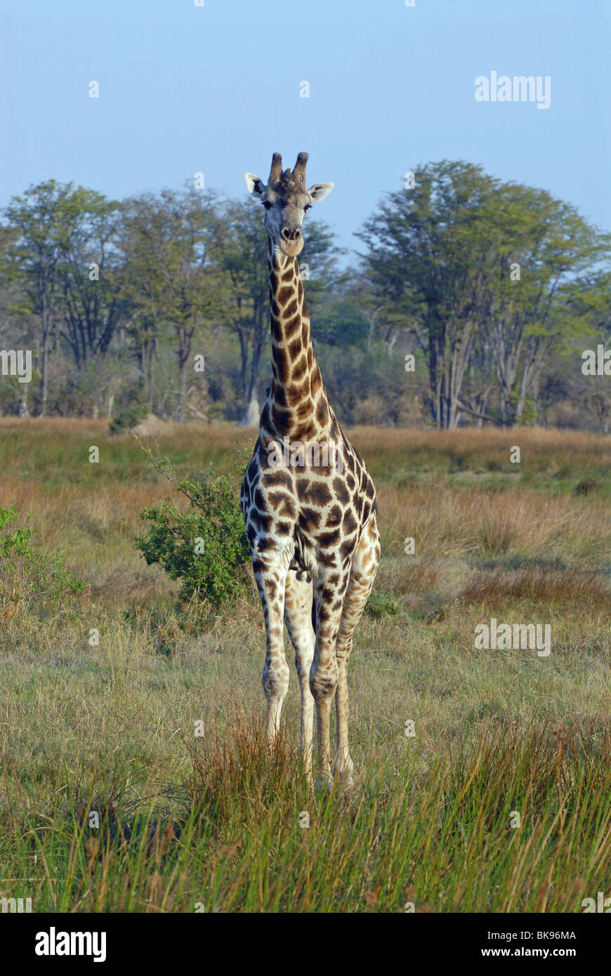Giraffe standing in the grasslands of Africa Stock Photo - Alamy