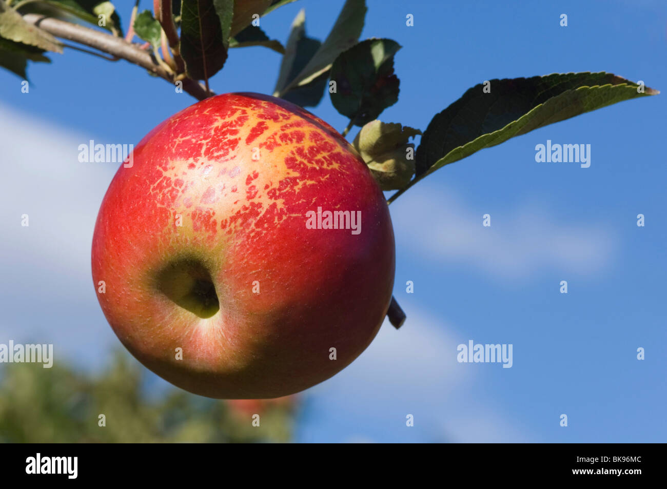 Red apple hanging on a tree, apple orchard, Vilpiano, Trentino, South ...