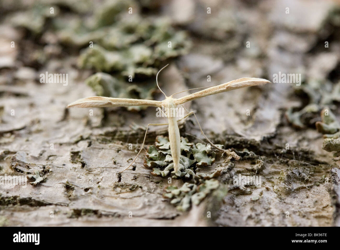 The plume moth Hellinsia osteodactylusresting in typical T-shaped ...