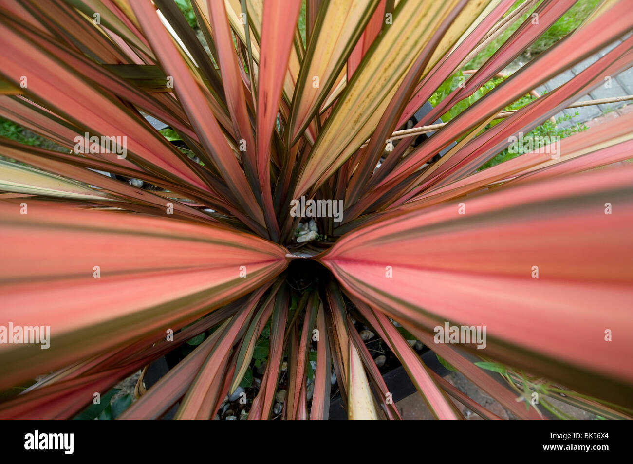Phormium Jester - New Zealand Flax Stock Photo - Alamy