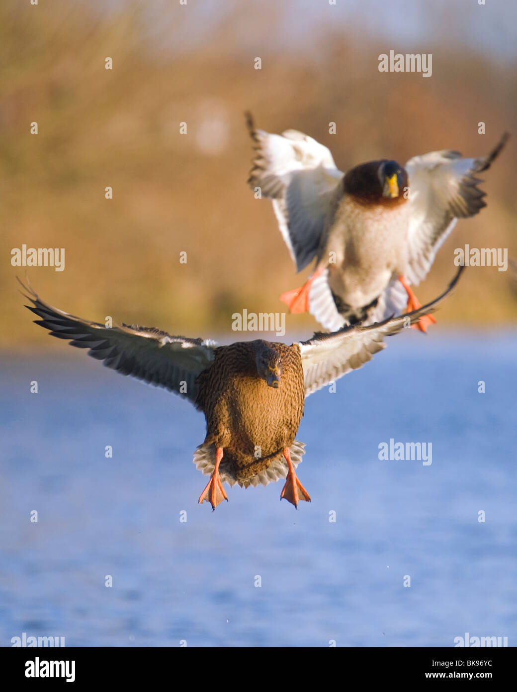 Mallards coming in to land at Priory Country Park, Bedford Stock Photo ...