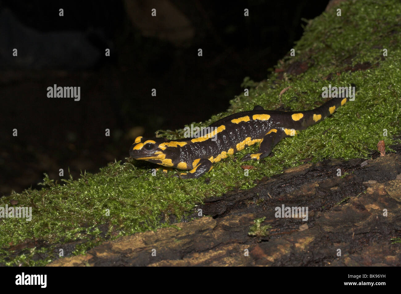 Fire salamander side view hi-res stock photography and images - Alamy