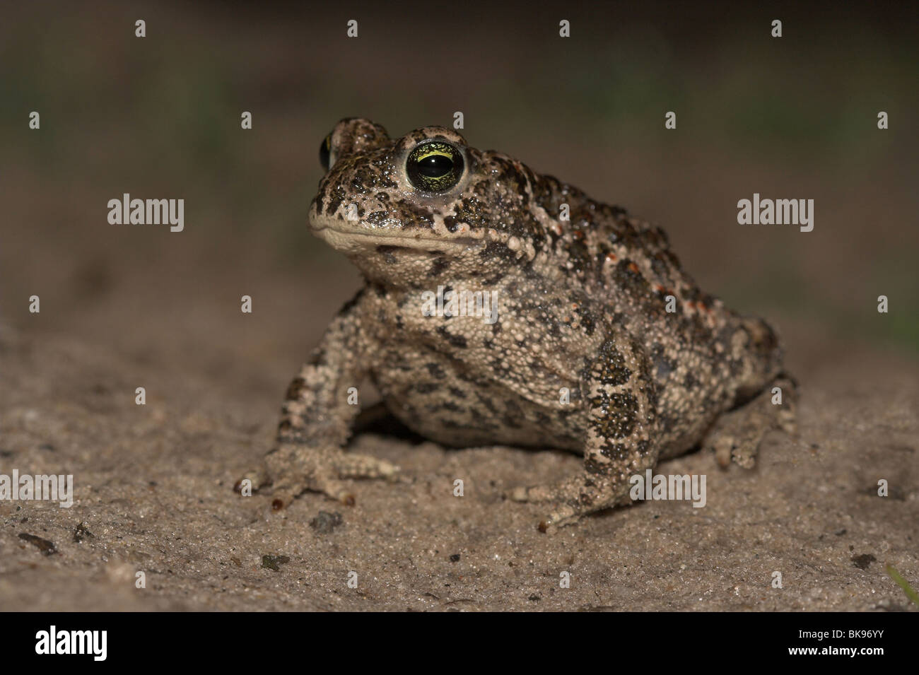 Natterjack Toad frontal view Stock Photo - Alamy