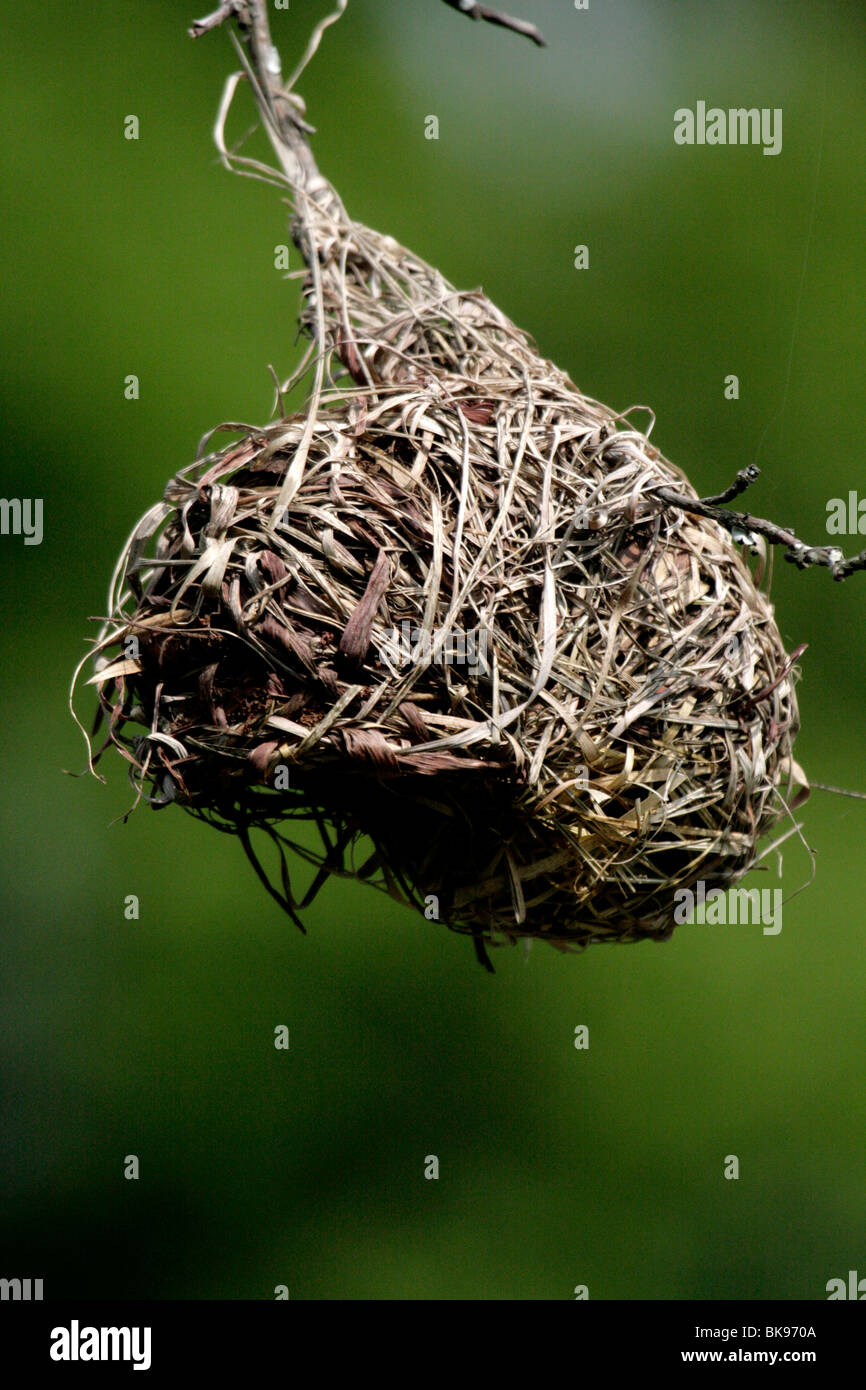 Weaver bird nest Stock Photo - Alamy