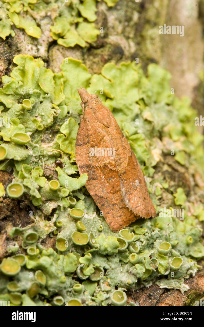 Fruit tree tortrix hi-res stock photography and images - Alamy