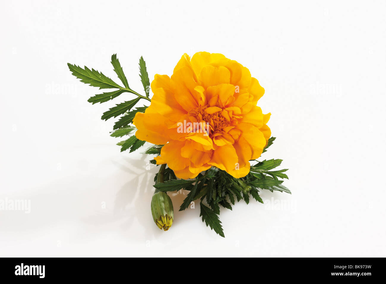 Sammetblume totenblume Cut Out Stock Images & Pictures - Alamy