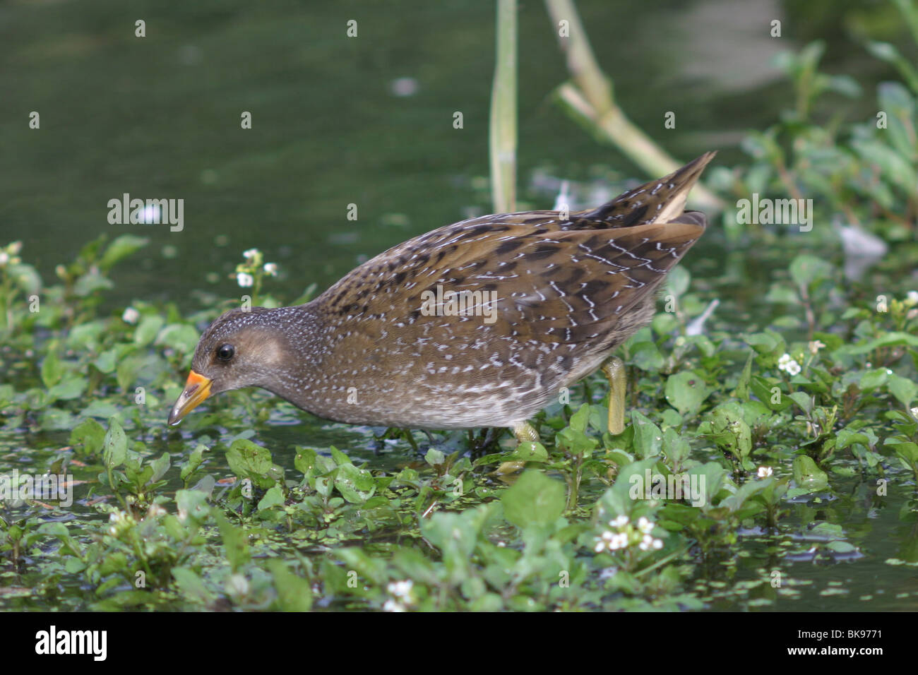 Spotted crake porzana porzana foraging hi-res stock photography and ...