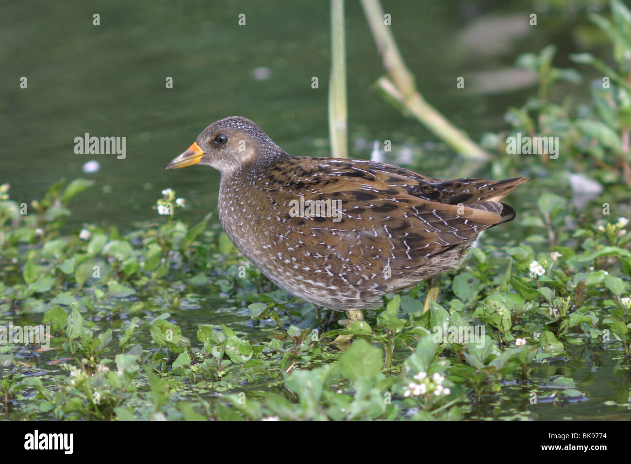 Spotted crake porzana porzana foraging hi-res stock photography and ...