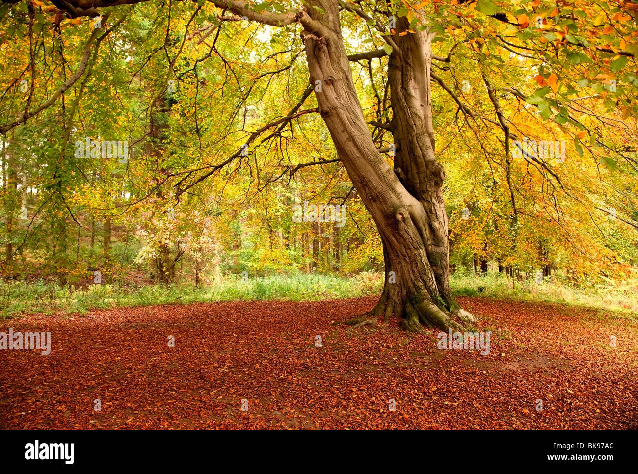 Autumn Tree, Hulne Park, Northumberland, England Stock Photo - Alamy
