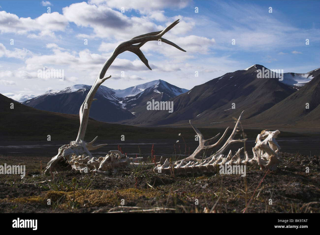 Reindeer skeleton with scenery at / Een skelet van een Rendier in het ...