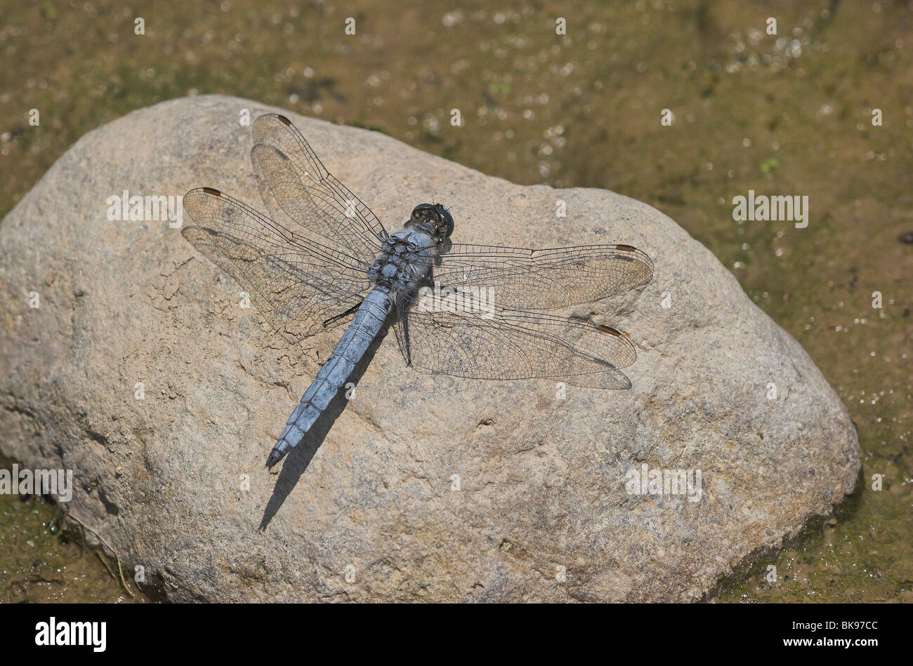Orthetrum brunneum hi-res stock photography and images - Alamy