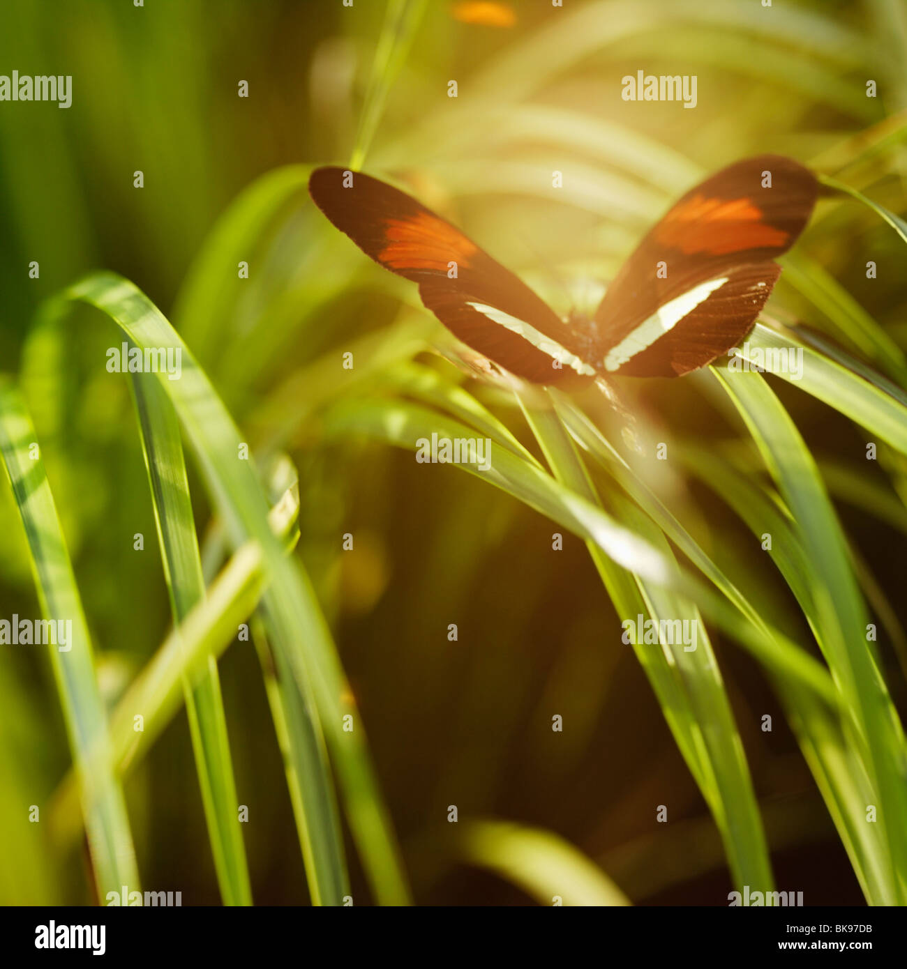 Landed on a hi-res stock photography and images - Alamy