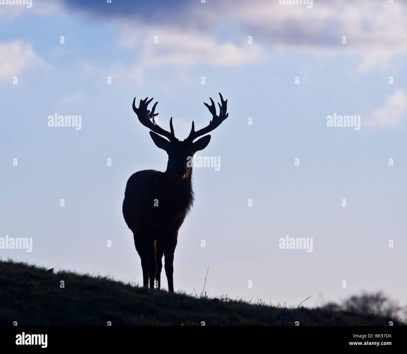 Red deer at sunset hi-res stock photography and images - Alamy