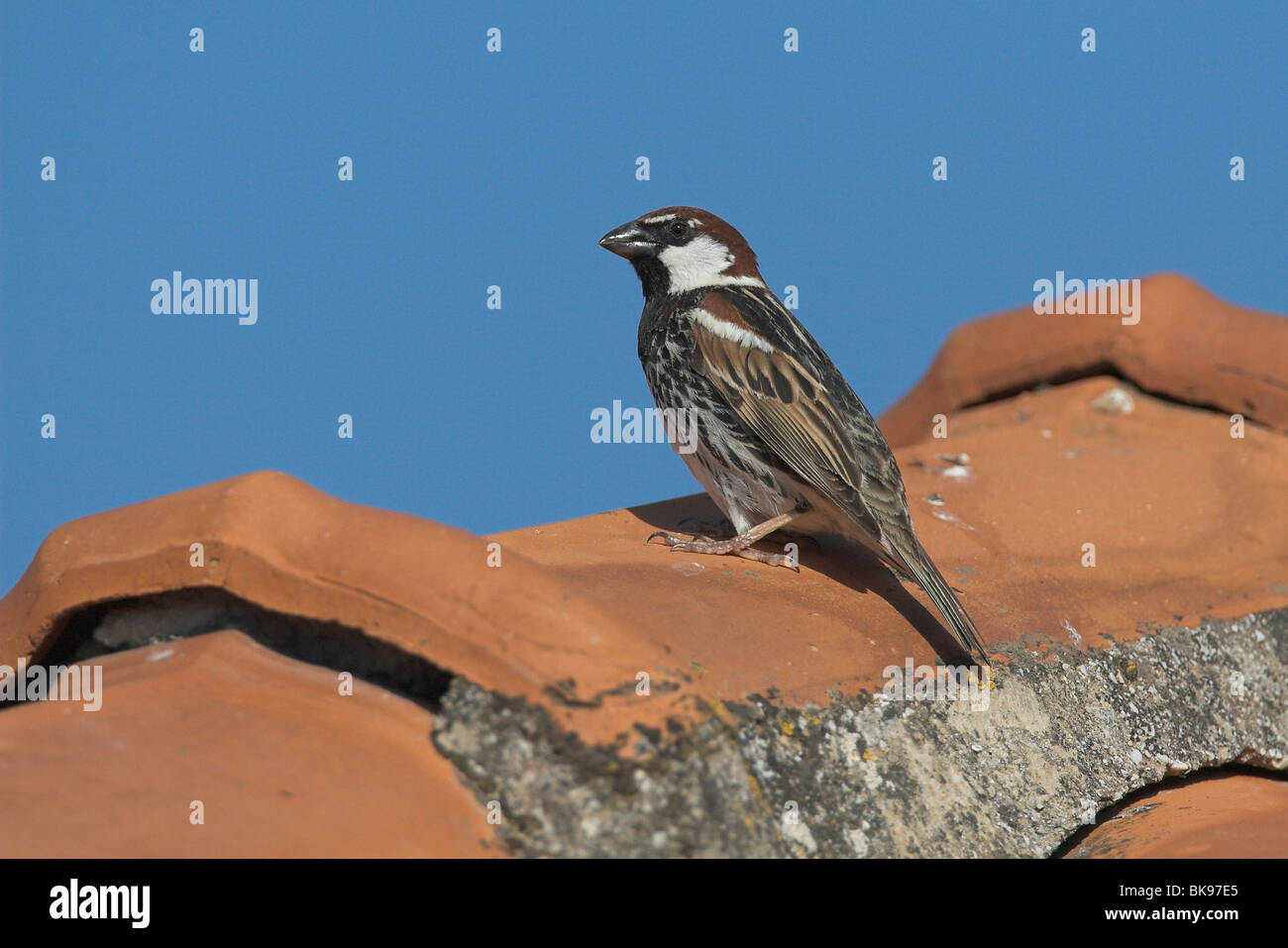 World mus hi-res stock photography and images - Alamy