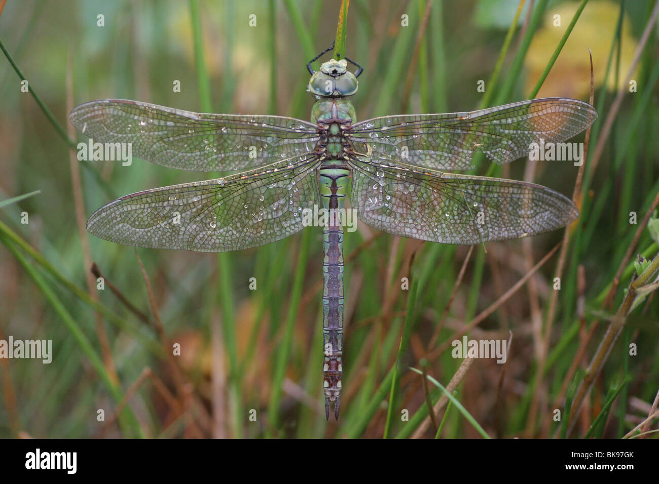 Emperor Dragonfly female drying up in grass Stock Photo - Alamy