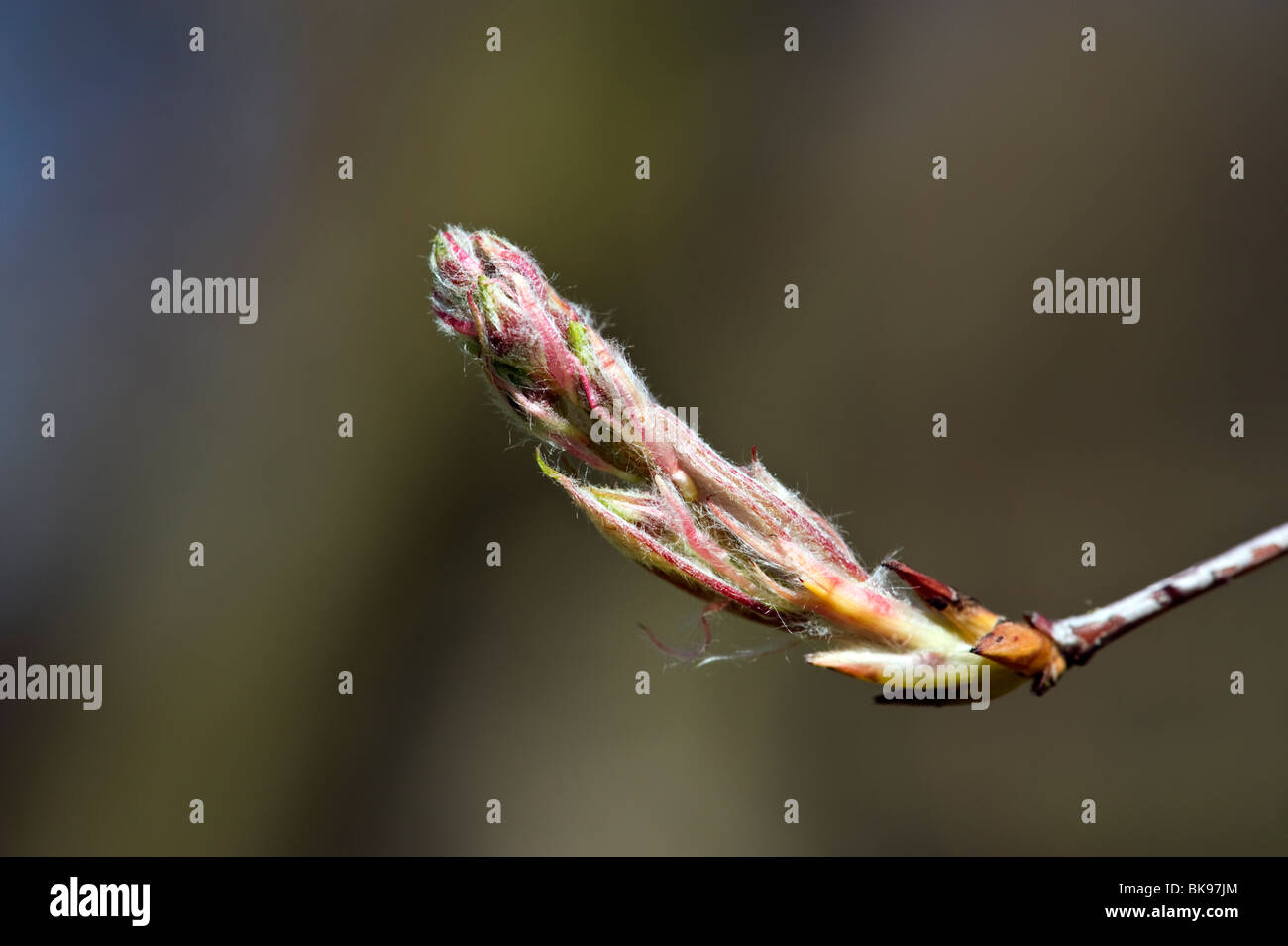 Single bud hi-res stock photography and images - Alamy