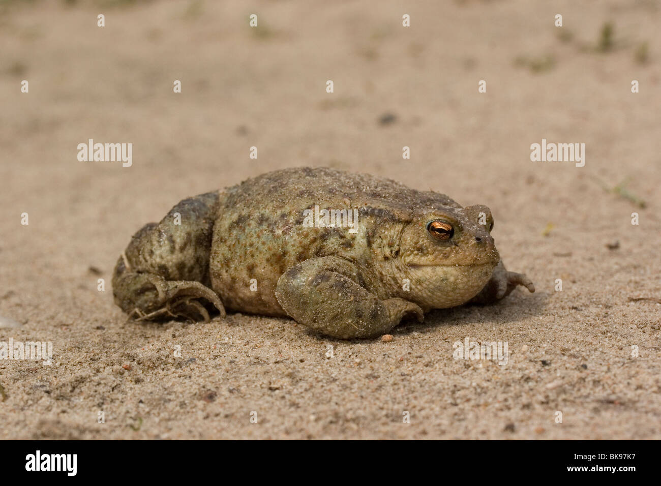 Fat Toad High Resolution Stock Photography and Images - Alamy