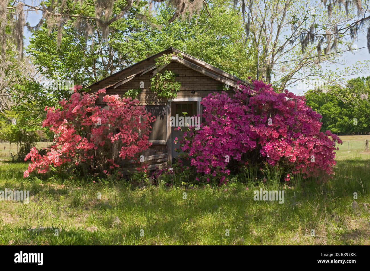 Old abandoned farm house with azalea bushes blooming alongside front ...