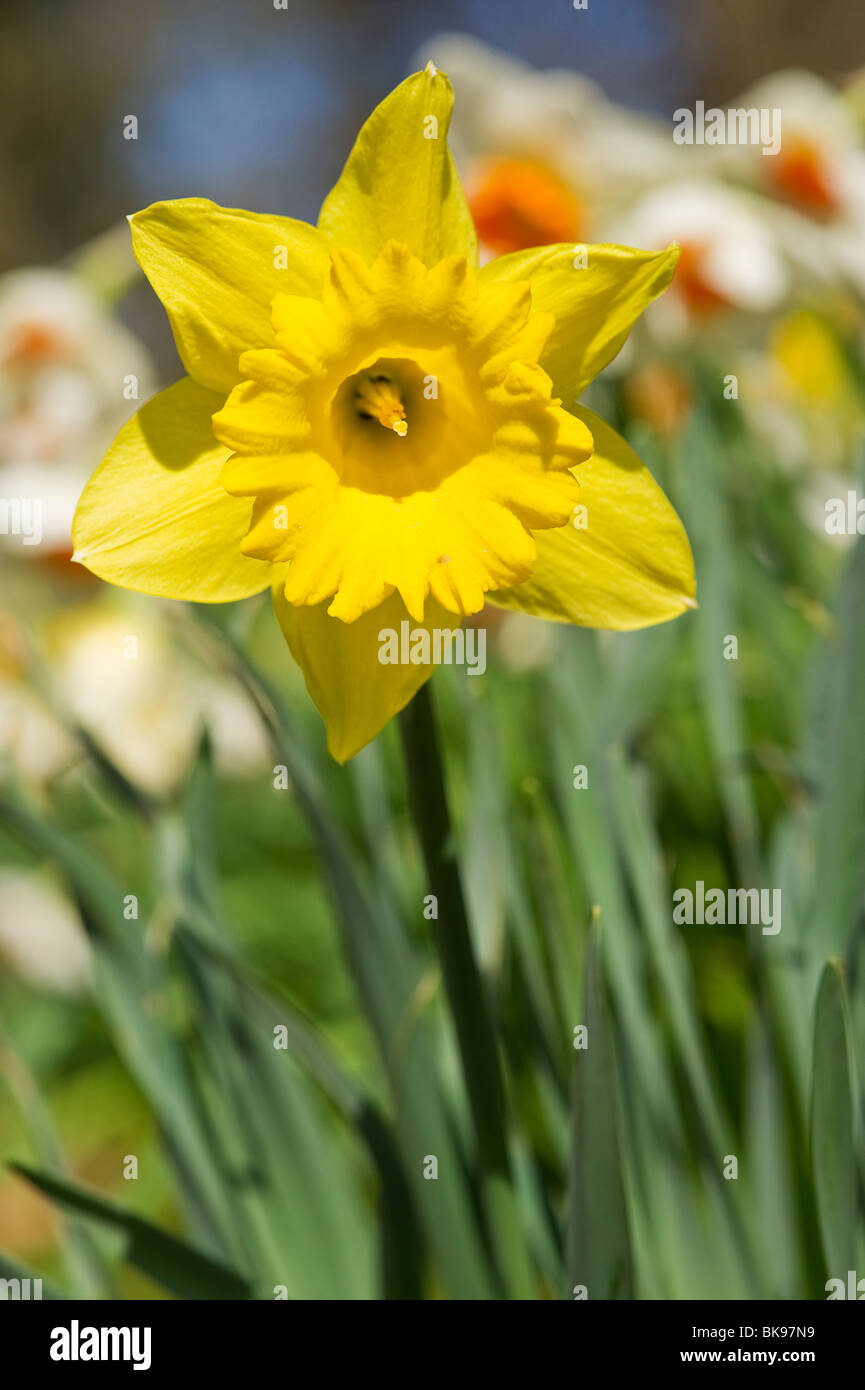 Daffodil in spring hi-res stock photography and images - Alamy