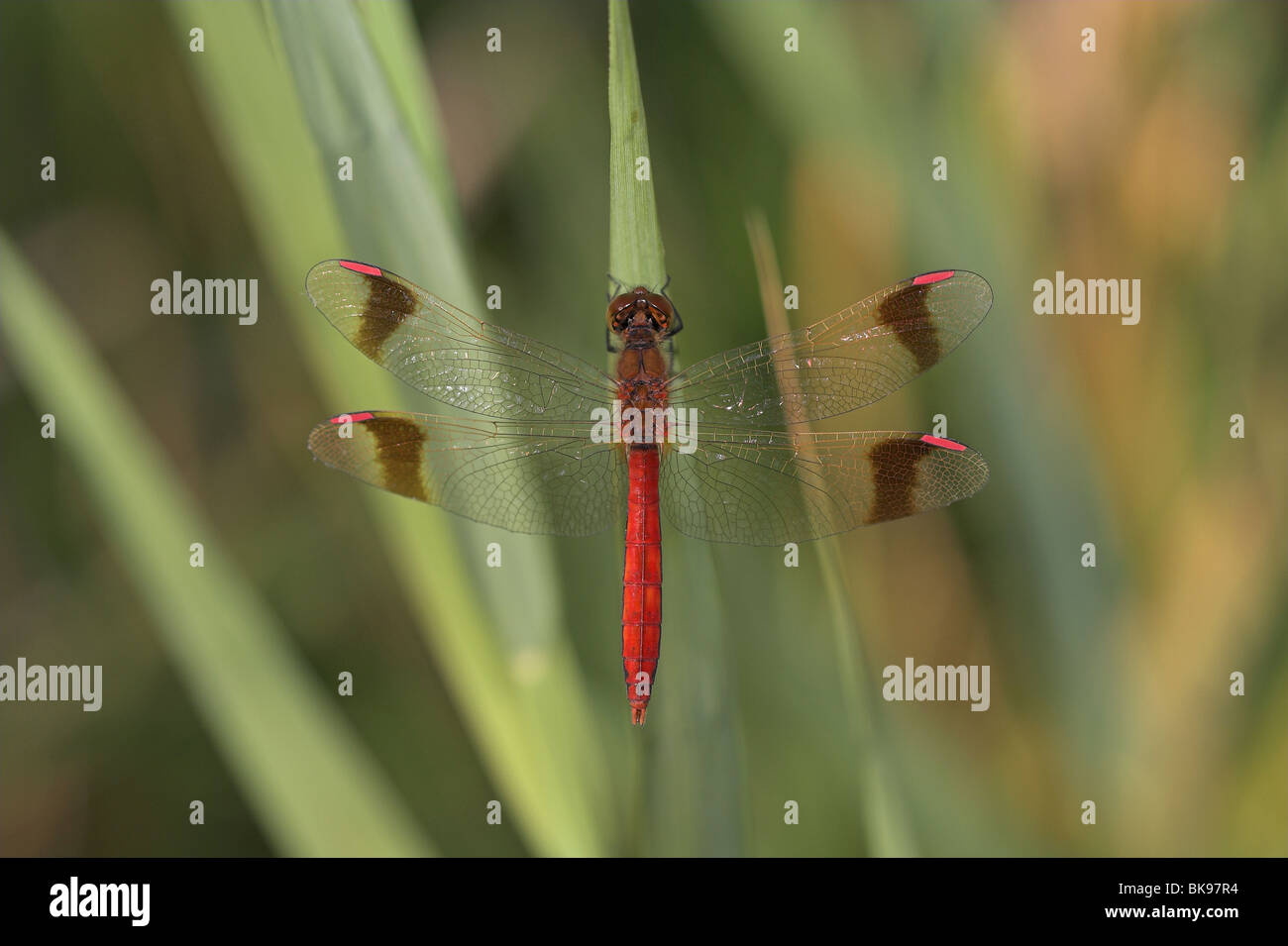 Pedemontanum hi-res stock photography and images - Alamy