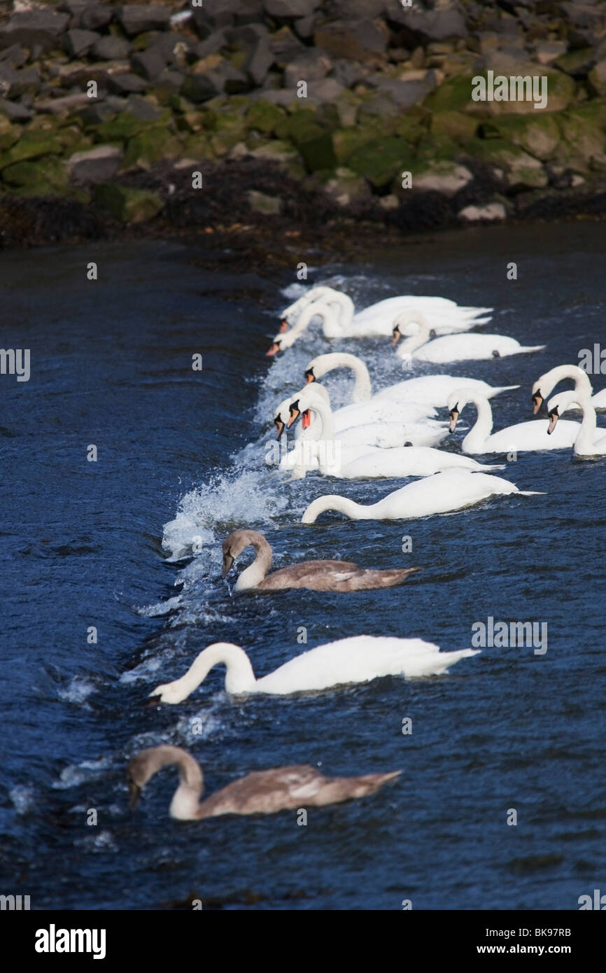Swans in body water hi-res stock photography and images - Alamy
