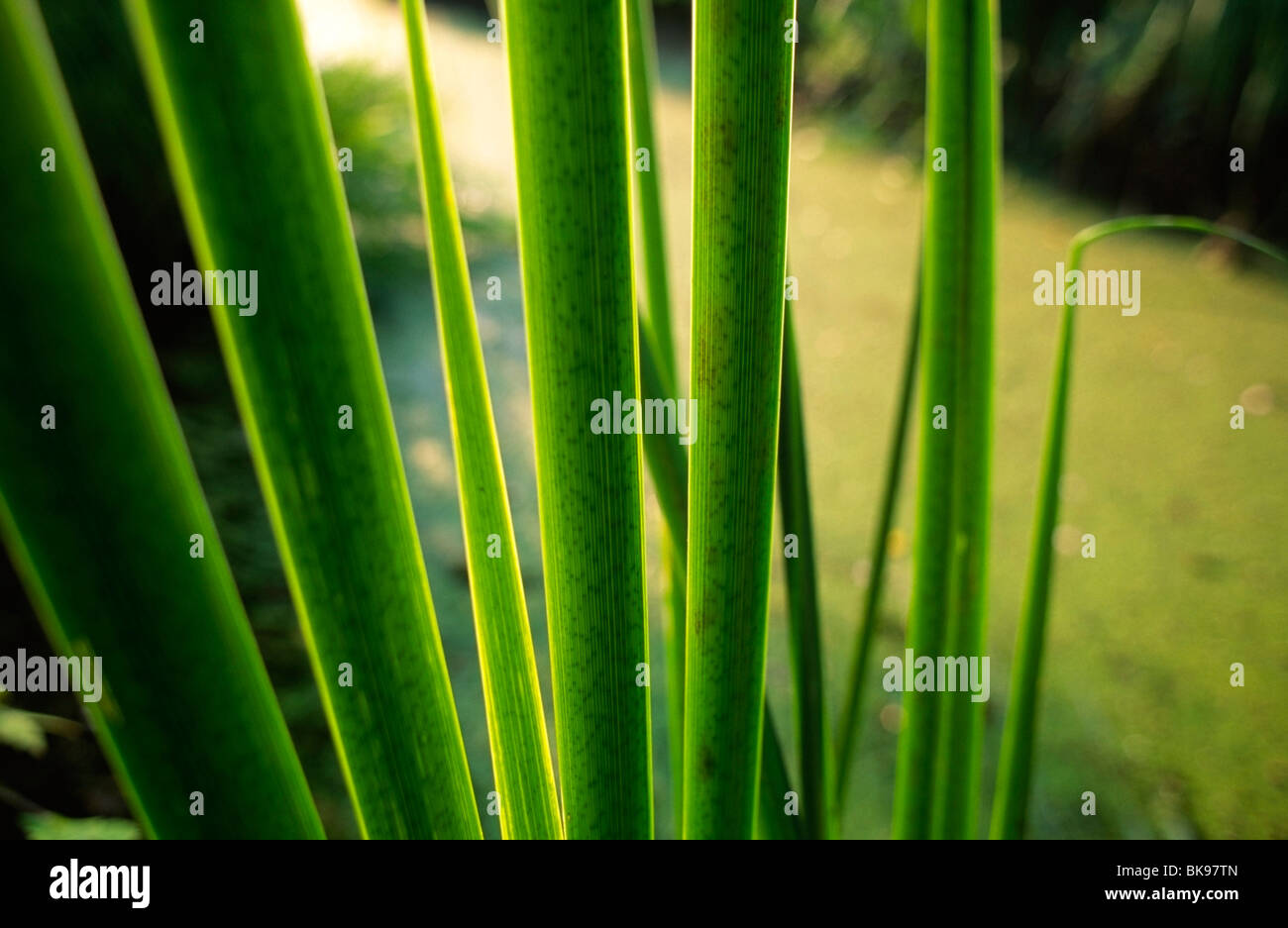 Reed blades hi-res stock photography and images - Alamy