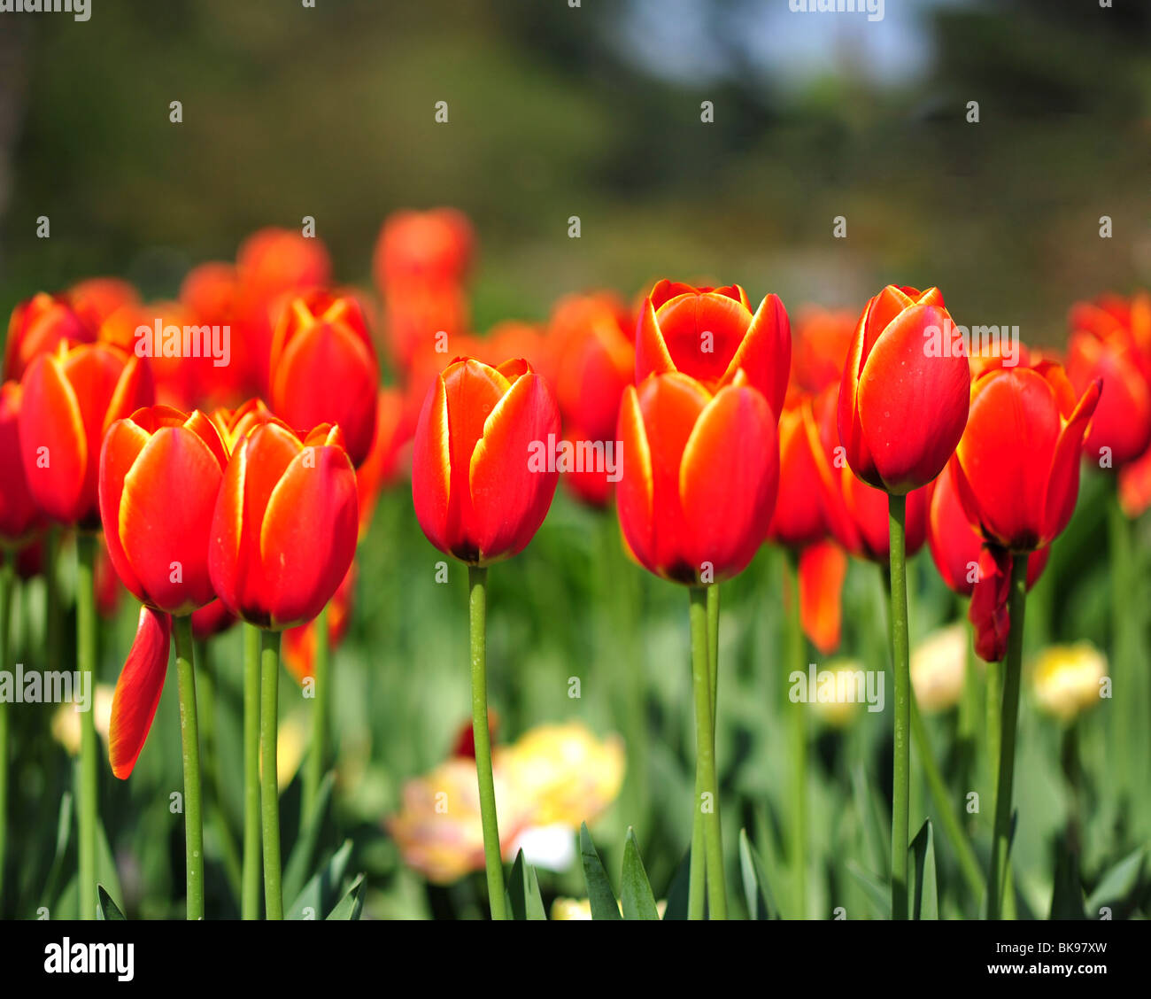 tulips in Parc Floral, Paris, France Stock Photo - Alamy