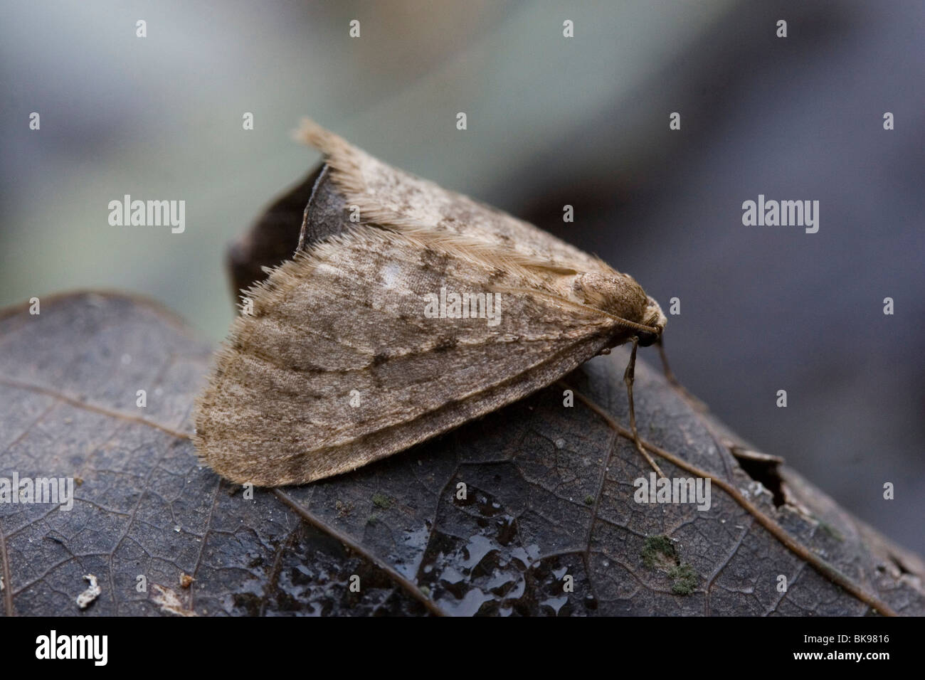 Butterfly resting on dead leaf hi-res stock photography and images - Alamy