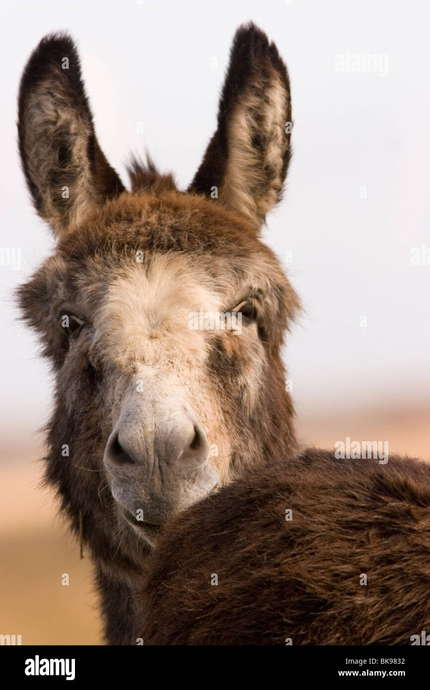 Portrait of a Donkey Stock Photo - Alamy