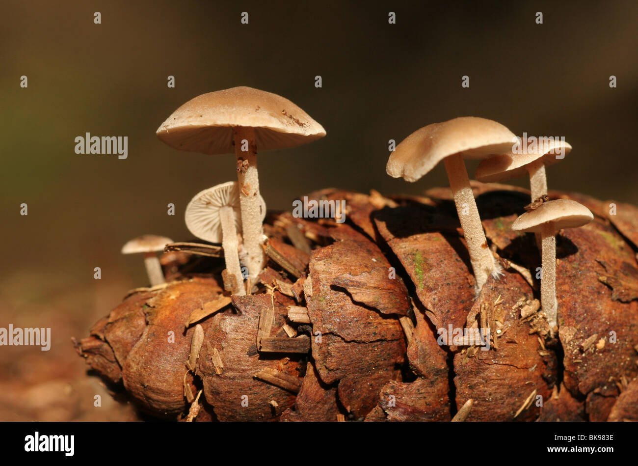 Conifercone Cap High Resolution Stock Photography and Images - Alamy