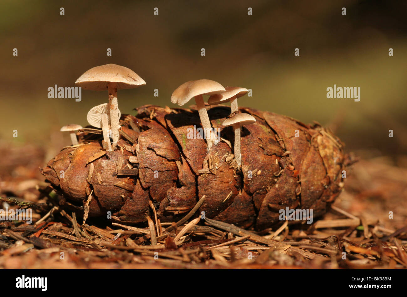 Conifercone cap hi-res stock photography and images - Alamy