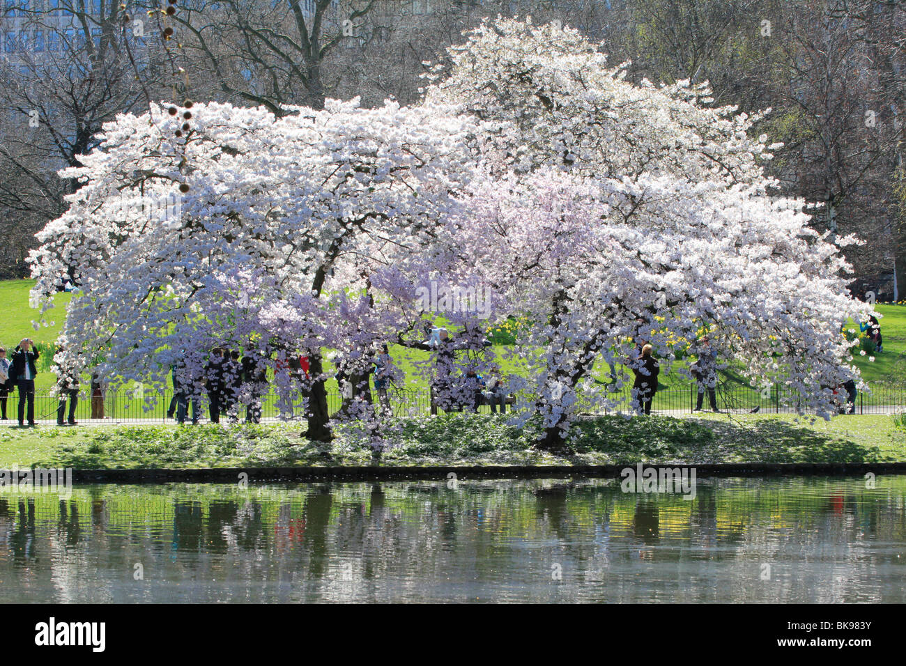 spring in st james's royal park london england uk gb Stock Photo - Alamy