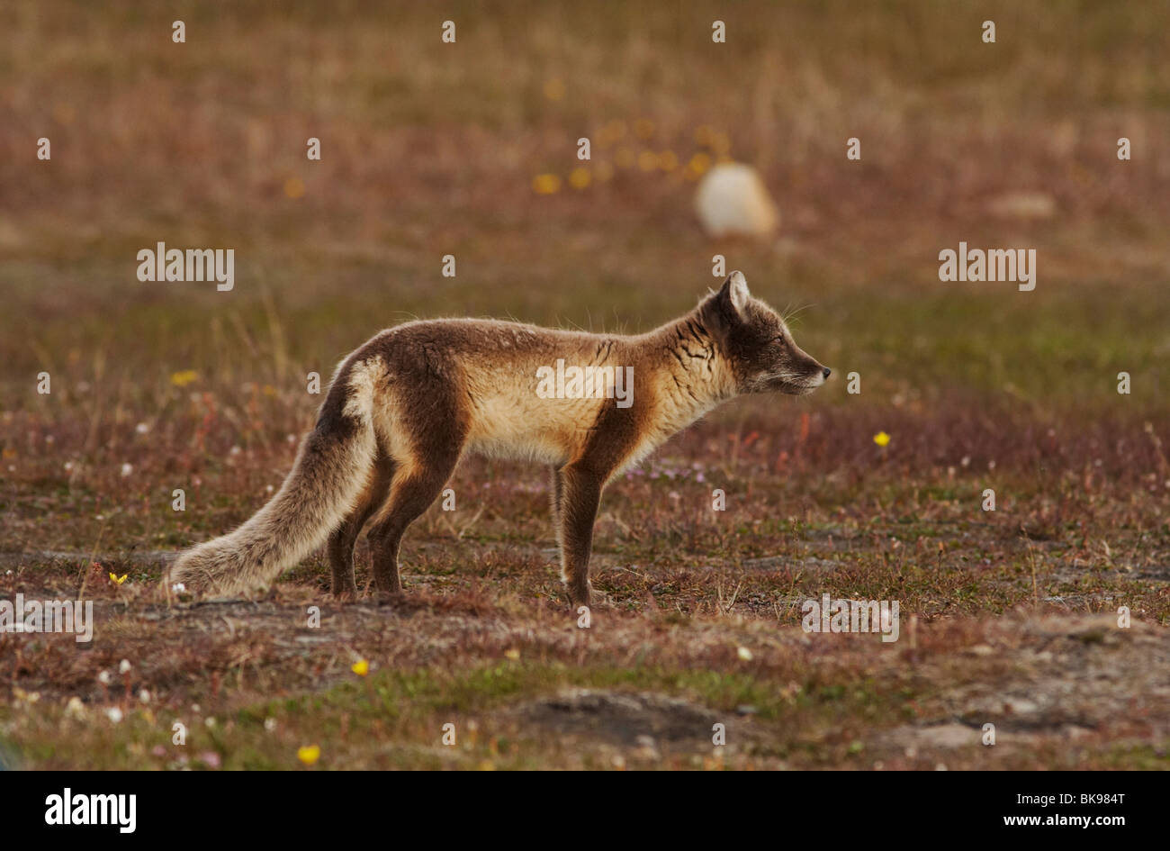 An Arctic Fox in summer coat on the tundra in / Een Poolvos in ...