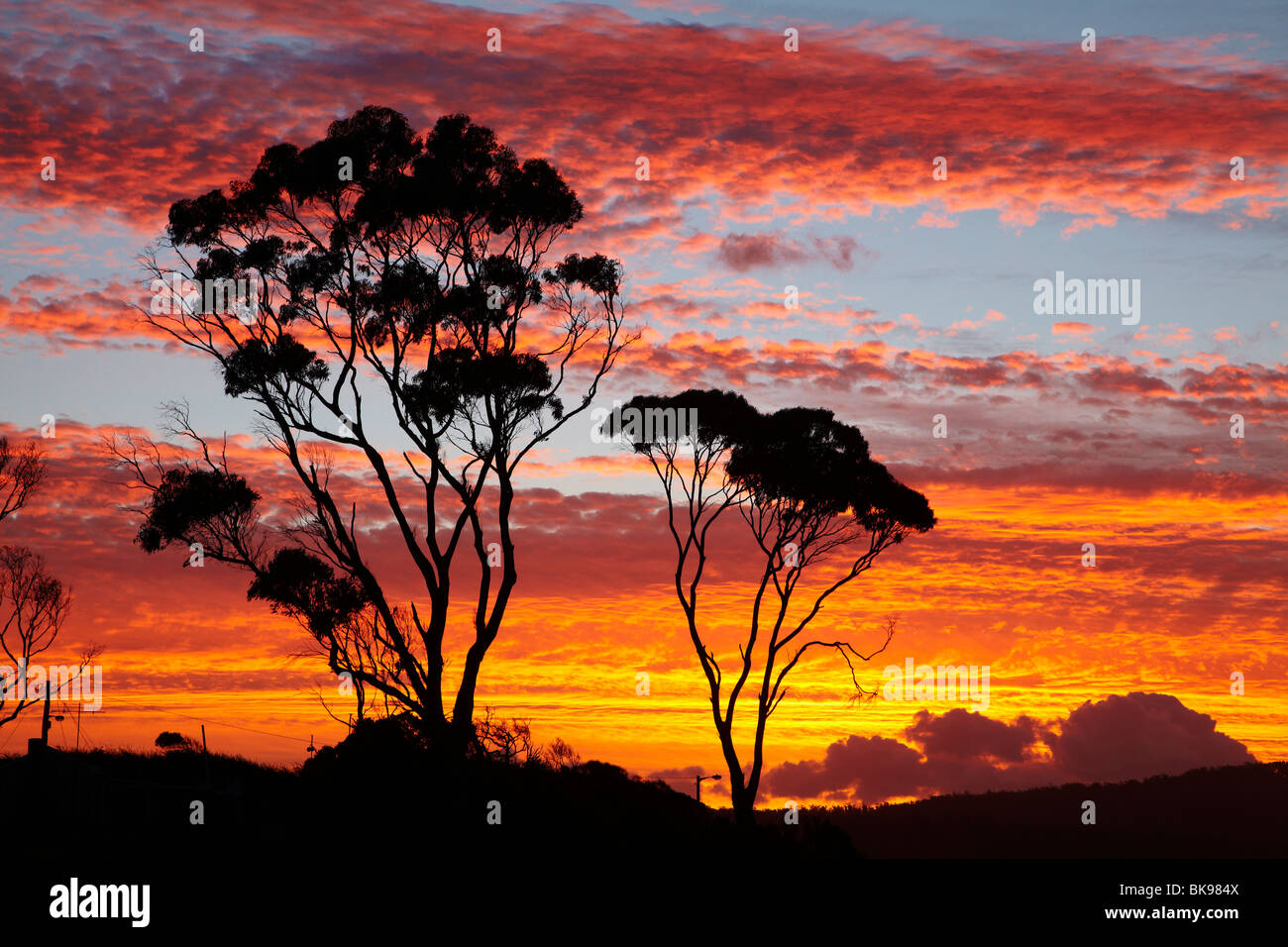 Sunset and gum tree hi-res stock photography and images - Alamy