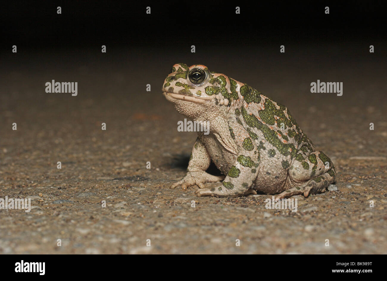 Groene Pad, Bufo Viridis, Green Toad Stock Photo - Alamy