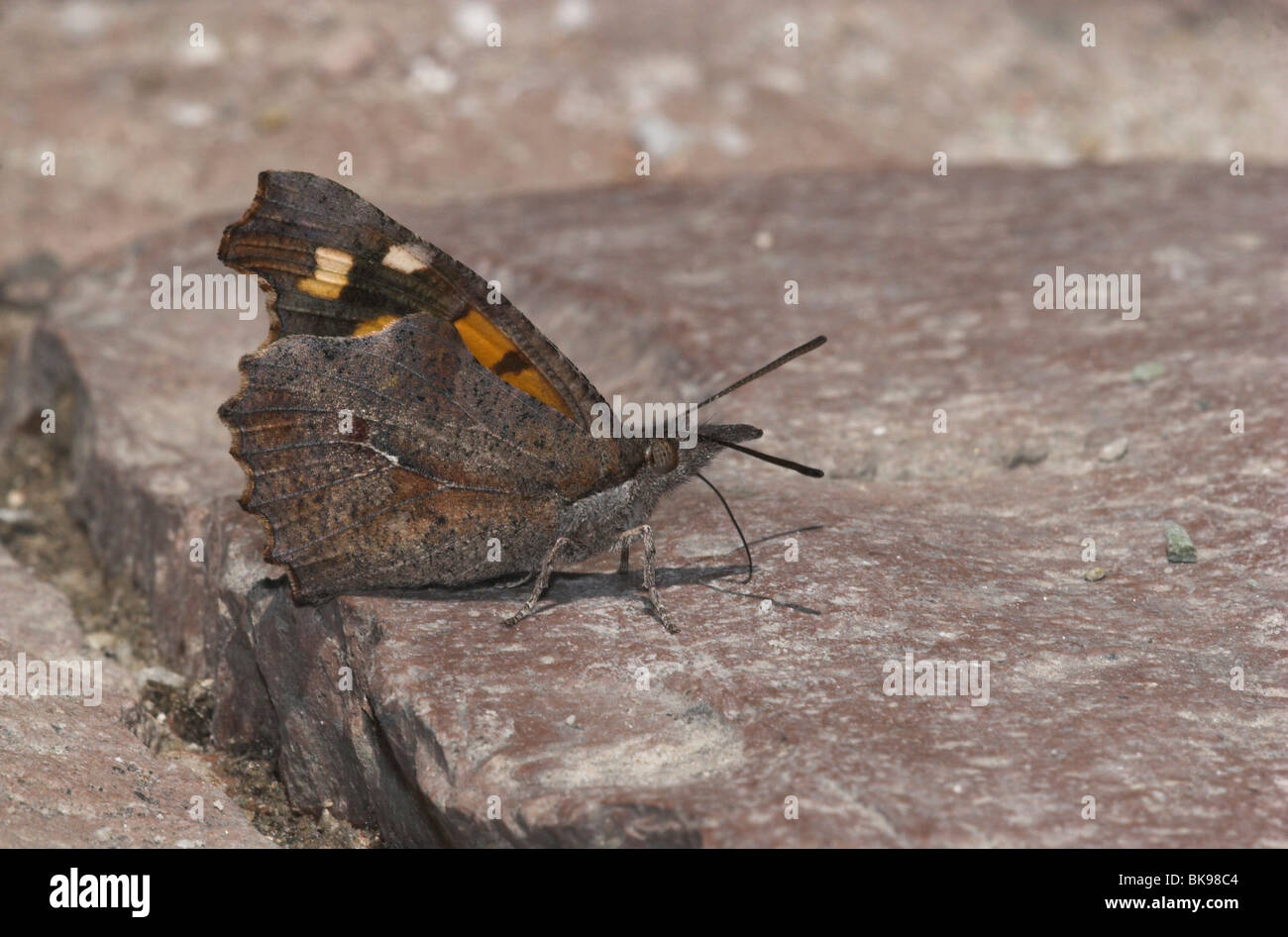 Libythea hi-res stock photography and images - Alamy