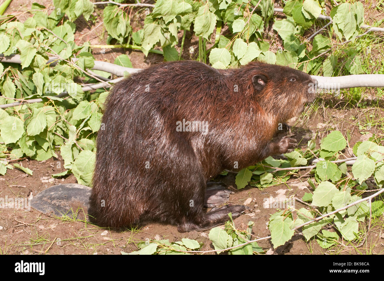 North American beaver, Castor canadensis, Minnesota, USA Stock Photo ...