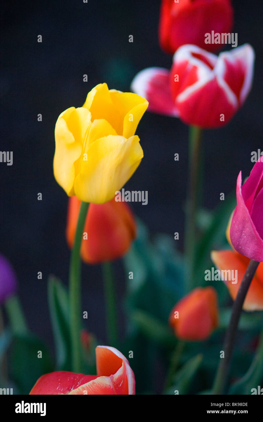 Field of bulb flowers hi-res stock photography and images - Alamy