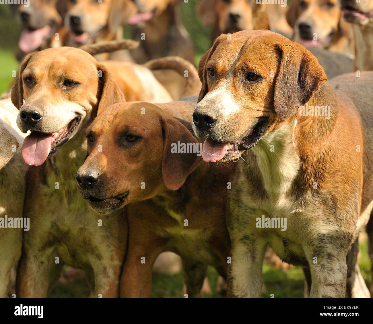 Hounds hi-res stock photography and images - Alamy