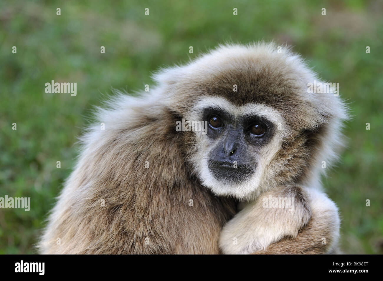 Portrait of a white-handed gibbon Stock Photo - Alamy