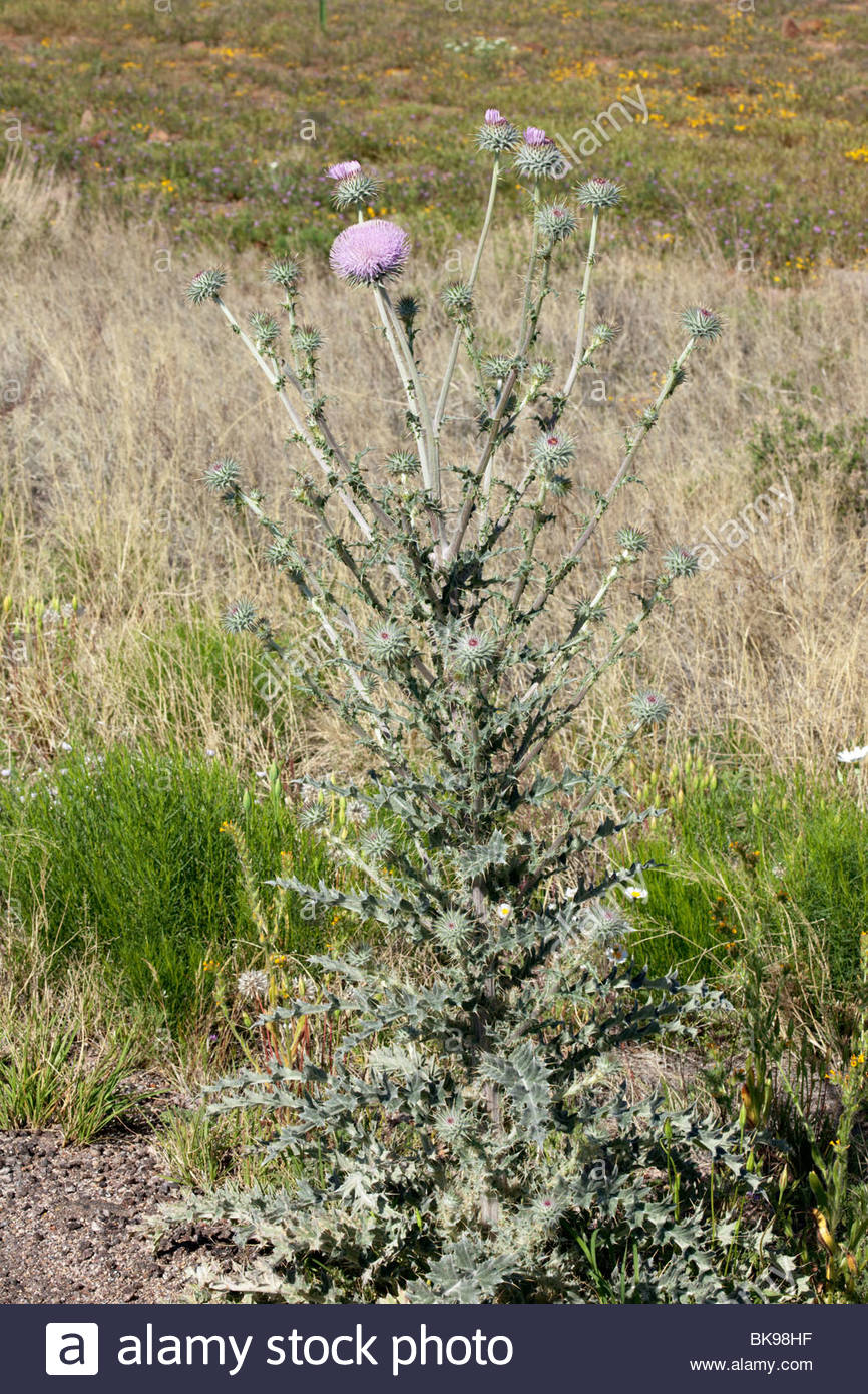 Desert Thistle Stock Photos & Desert Thistle Stock Images - Alamy