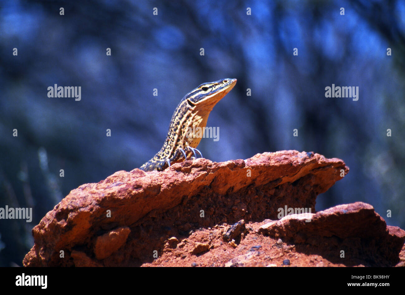 Sand monitor (Varanus gouldii) on rock, Western Australia Stock Photo ...