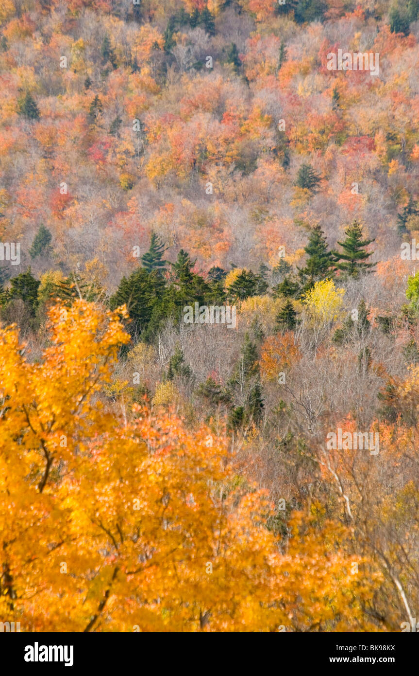 Autumn Foliage,Mount Washington,White Mountain National Forest,First ...