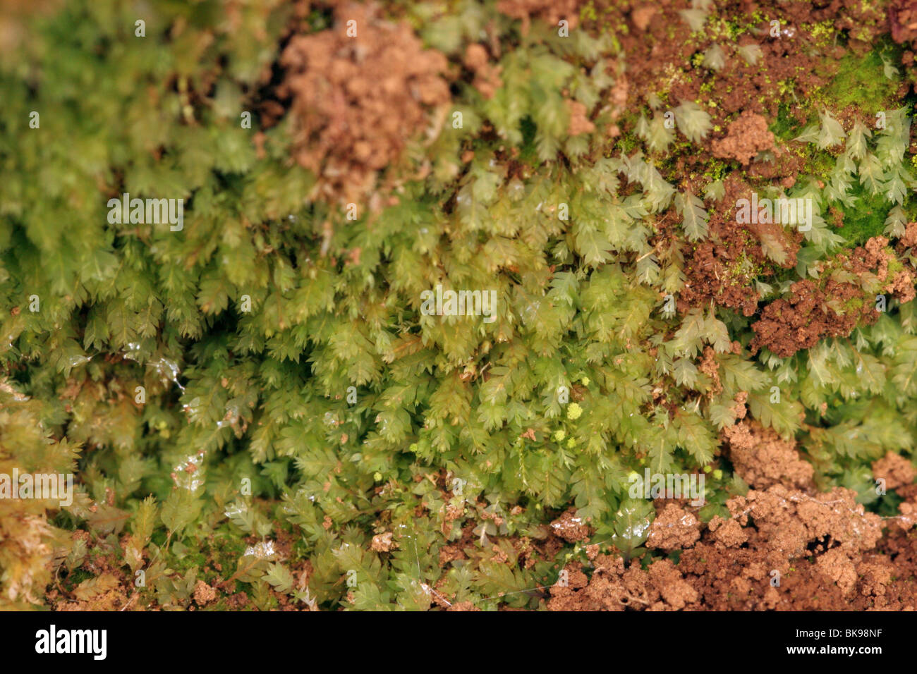 Luminous moss (Schistostega pennata) in a rabbit burrow, UK Stock Photo ...